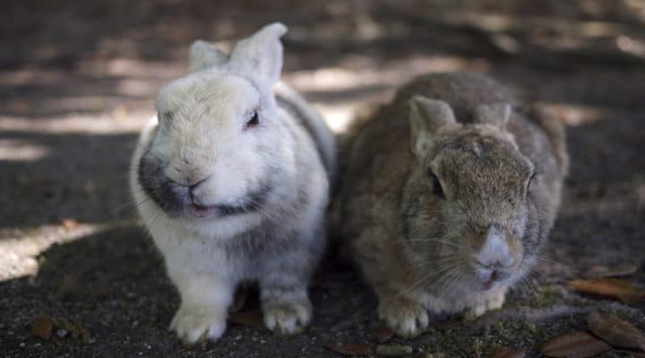Okunoshima "Rabbit Island" | Get Hiroshima