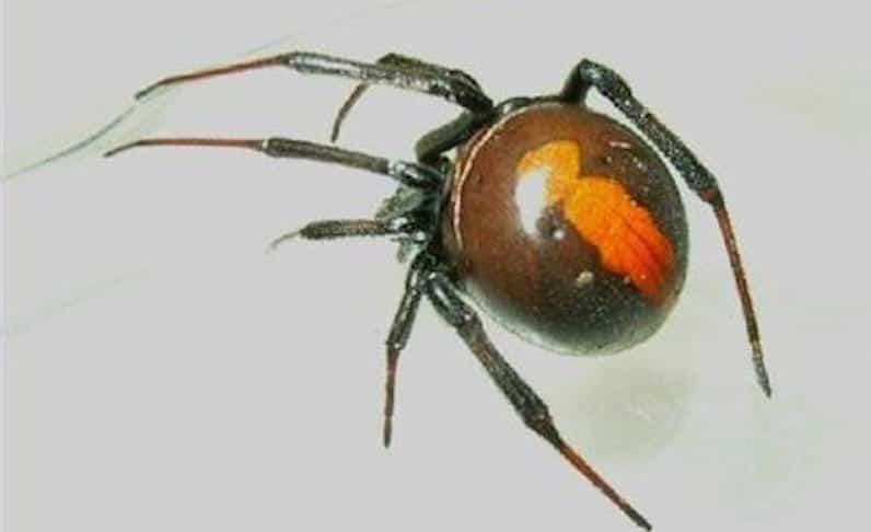 Redbacks are coming! | Get Hiroshima