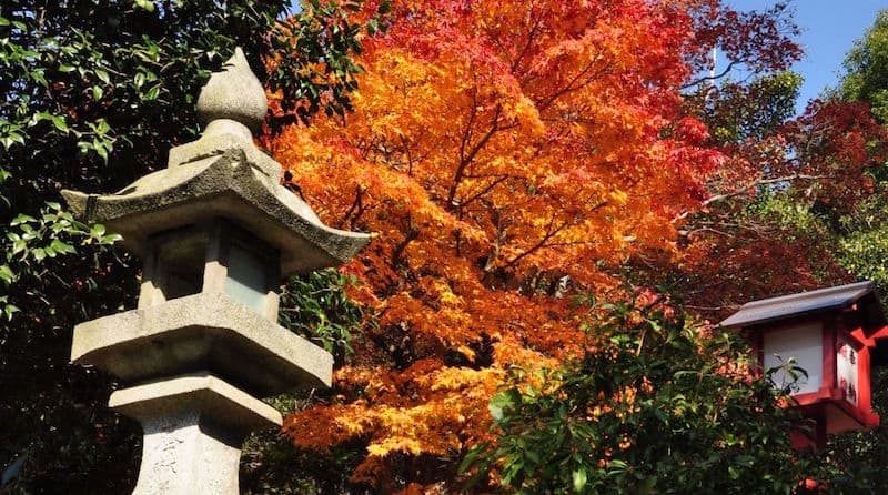 Magical Miyajima in Autumn | Get Hiroshima