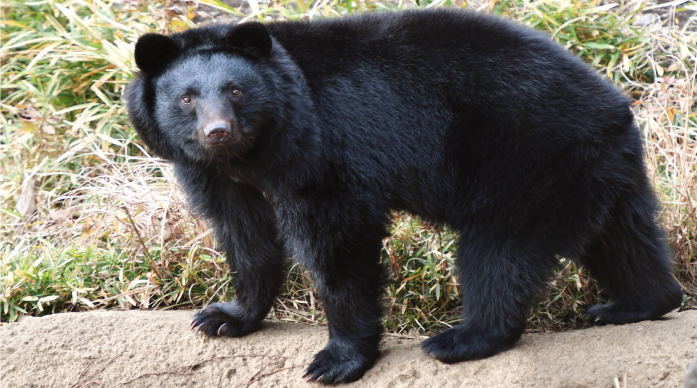 Bear sightings in Asaminami-ku | Get Hiroshima