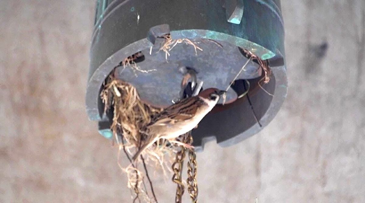 Hiroshima Memorial Sparrows To Be Left In Peace | Get Hiroshima