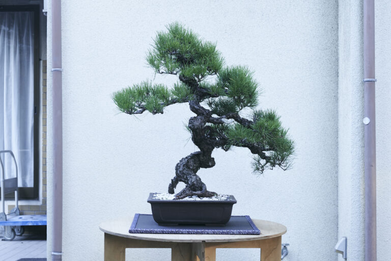 Demystifying the living art of bonsai | Get Hiroshima