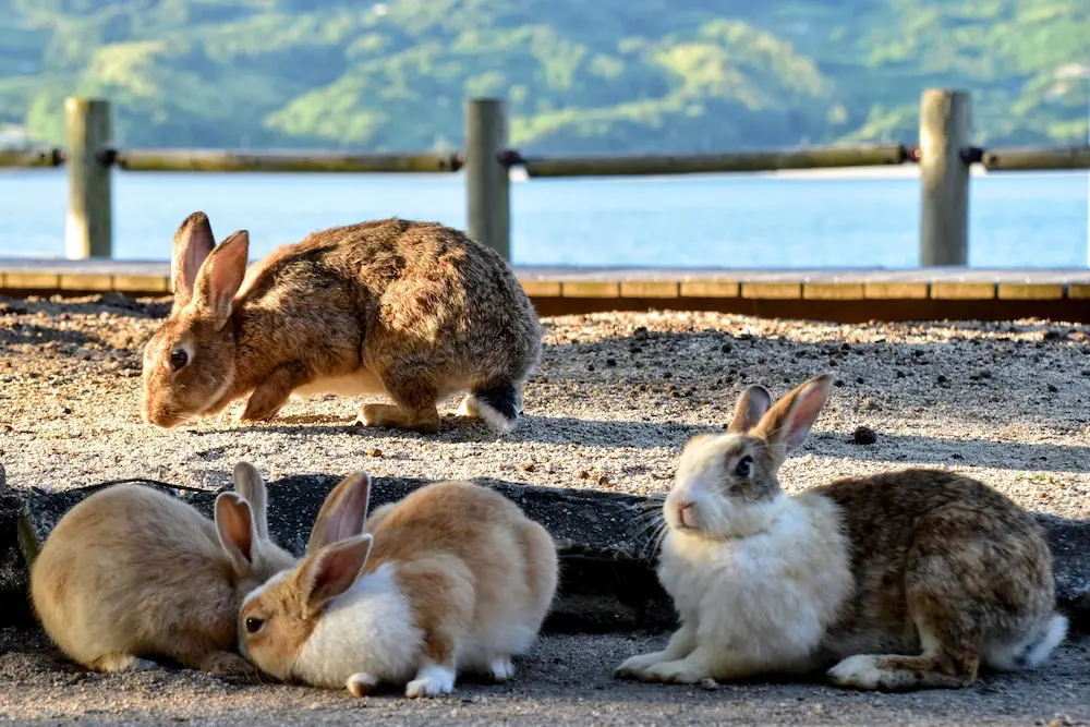 Man arrested on suspicion of killing Rabbit Island bunny | Get Hiroshima