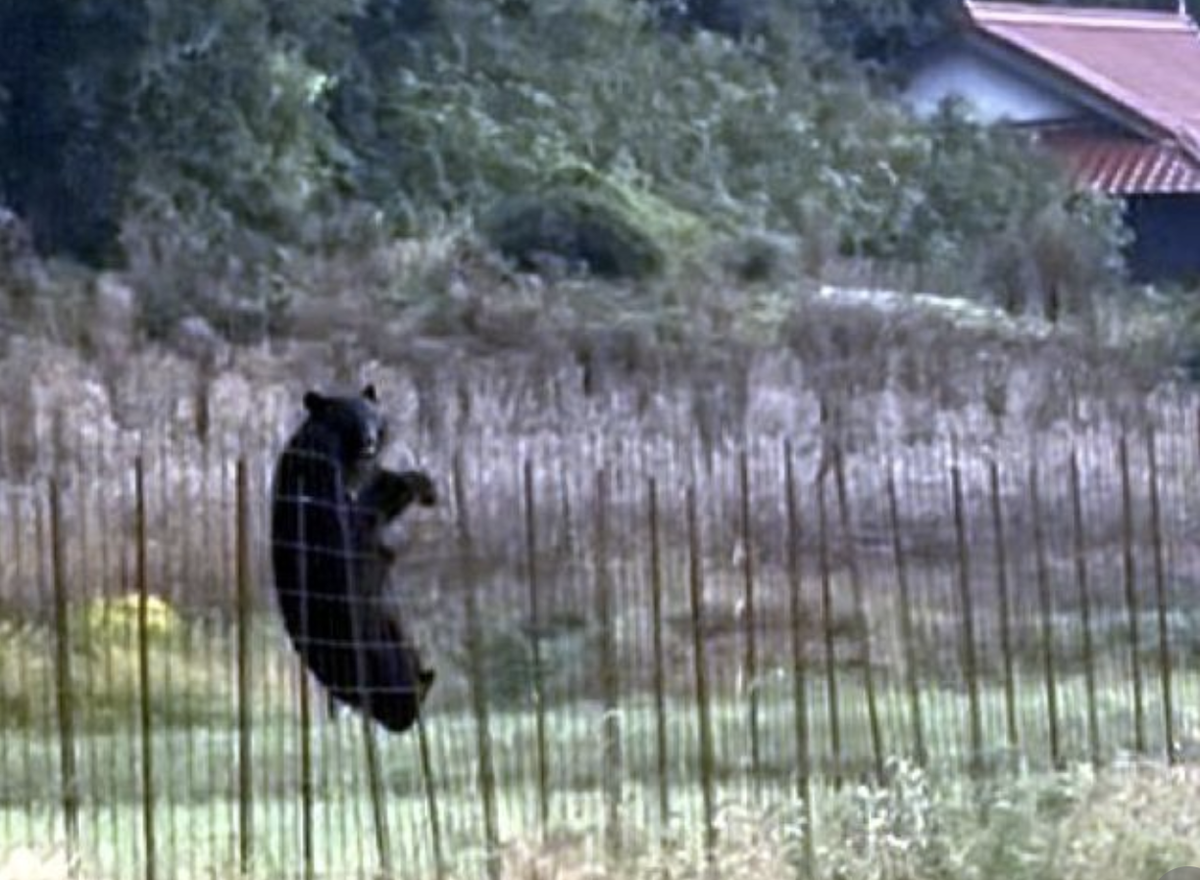 Bears closing in on Hiroshima City | Get Hiroshima